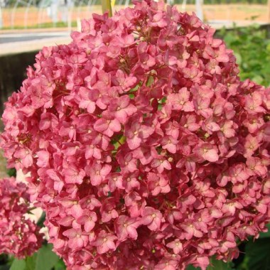 Древовидные : Hydrangea arborescens Bella Anna. Гортензия древовидная ...