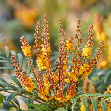 Другие редкие деревья и кустарники : Mahonia 'Volcano'pbr('MYOY ...