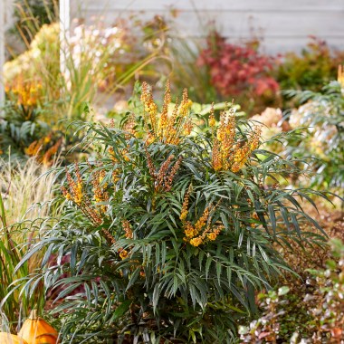 Другие редкие деревья и кустарники : Mahonia 'Volcano'pbr('MYOY ...