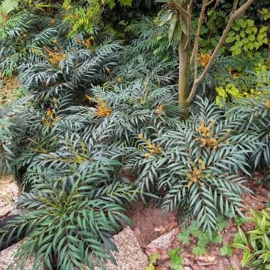 Другие редкие деревья и кустарники : Mahonia 'Volcano'pbr('MYOY ...